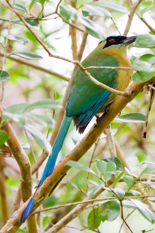 Blue crowned motmot stock photo. Image of central, mountain - 36024978
