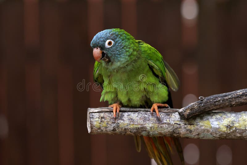 Blue-crowned Parakeet Perched Stock Photo - Image of wildlife, parrot ...