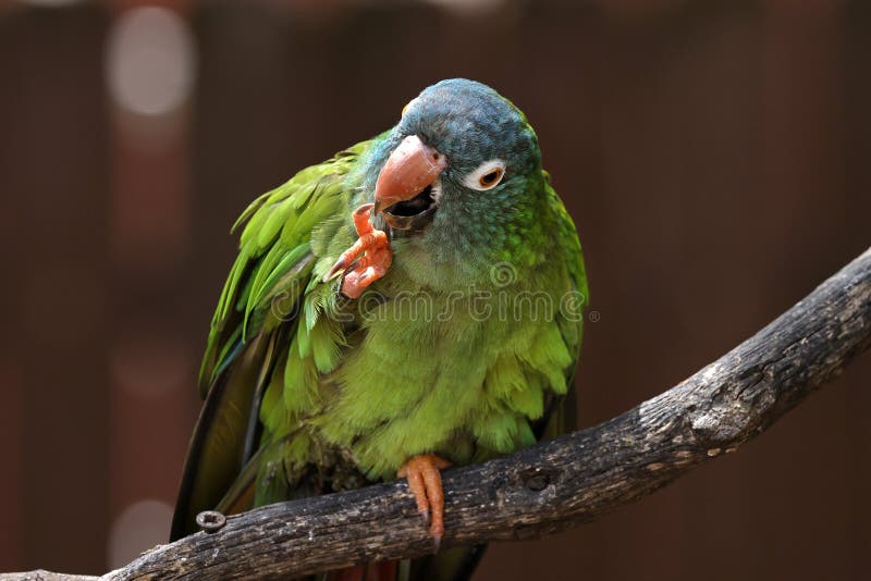 Blue-crowned Parakeet Preening Itself Stock Photo - Image of parakeet ...