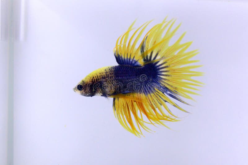 Blue Crowntail Betta Fish. the Betta Fish is Blue on the Body with a ...