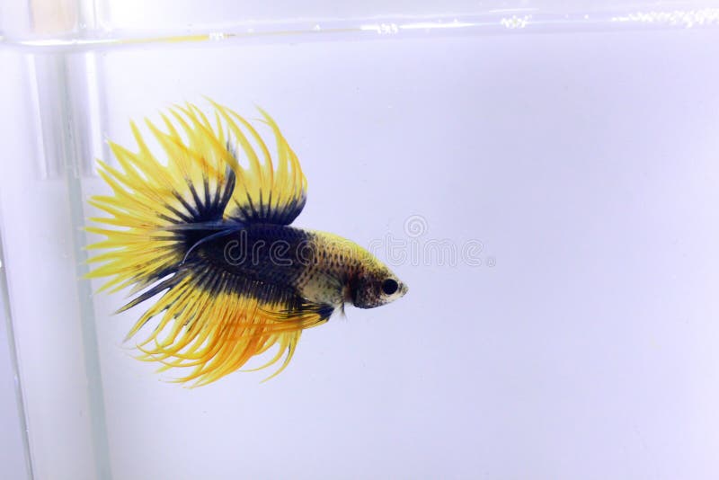 Blue Crowntail Betta Fish. the Betta Fish is Blue on the Body with a ...
