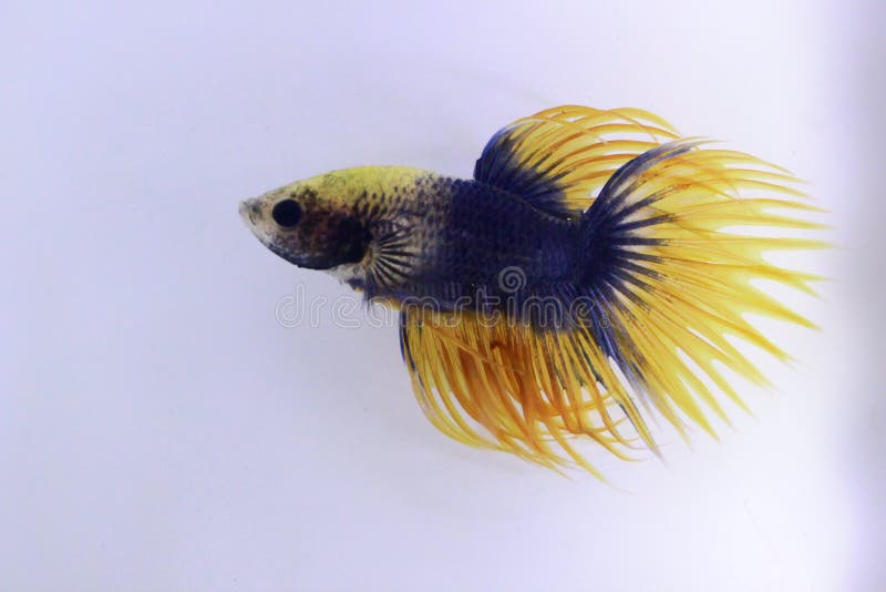 Blue Crowntail Betta Fish. the Betta Fish is Blue on the Body with a ...