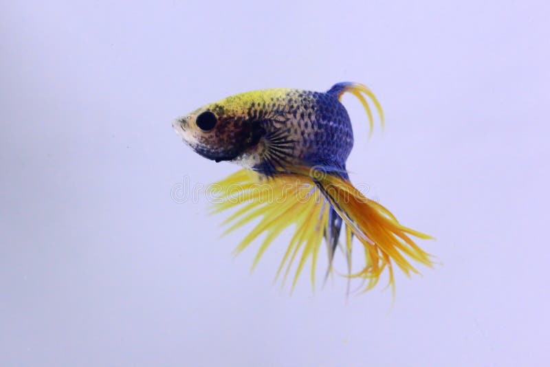 Blue Crowntail Betta Fish. the Betta Fish is Blue on the Body with a ...