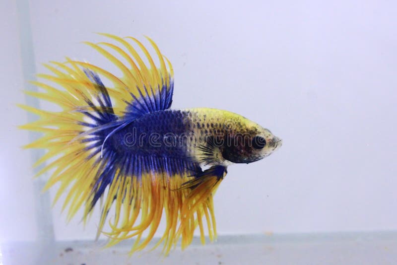 Blue Crowntail Betta Fish. the Betta Fish is Blue on the Body with a ...