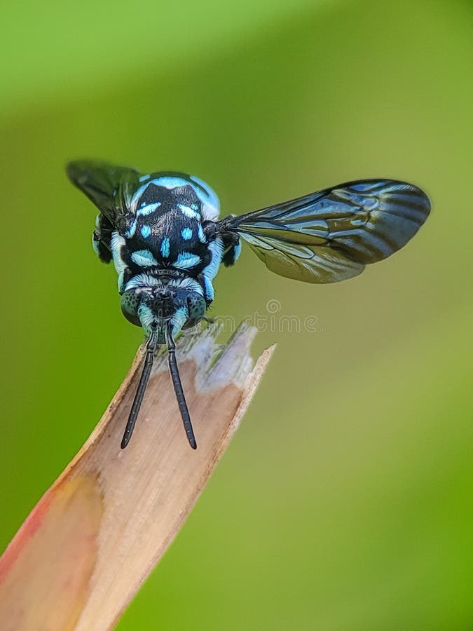 Blue Cuckoo Bee Sleeping with One Wings Opened Stock Image - Image of ...