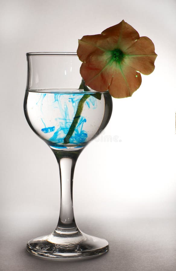 Blue Cup Glass with Red Flower Stock Photo - Image of turbid, fine ...