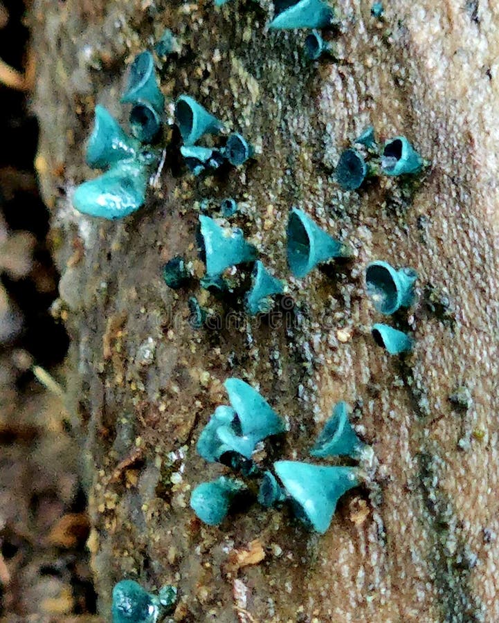 Blue Cups Mushroom Nature Art Stock Photo - Image of mushroom, nature ...