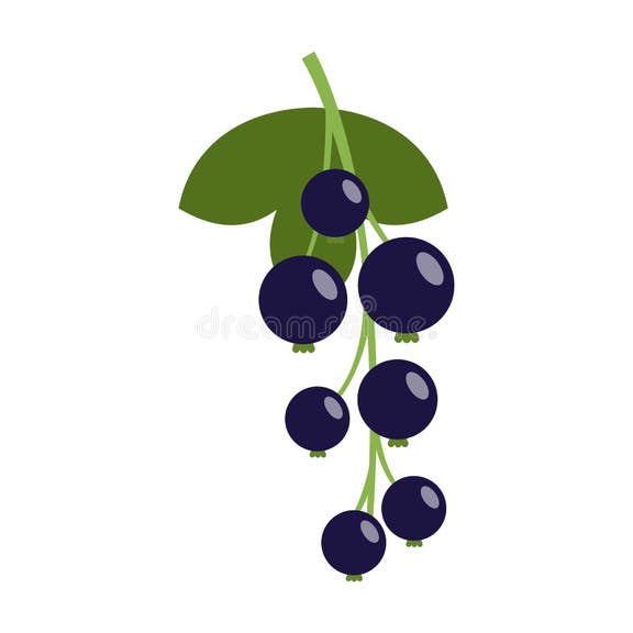 Blue Currant Berry Icon Flat Isolated Vector Stock Vector ...