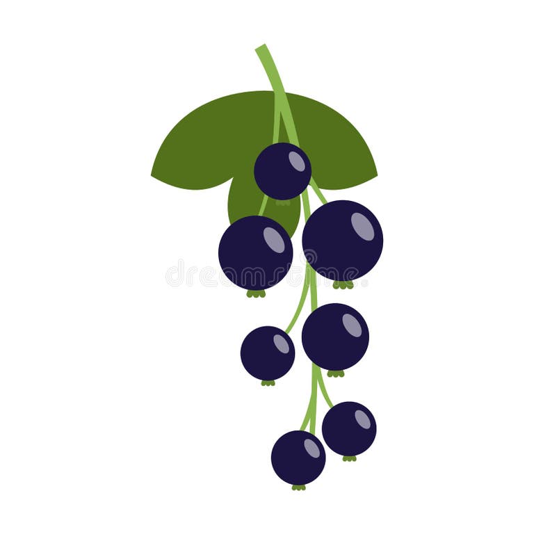 Blue Currant Berry Icon Flat Isolated Vector Stock Vector ...