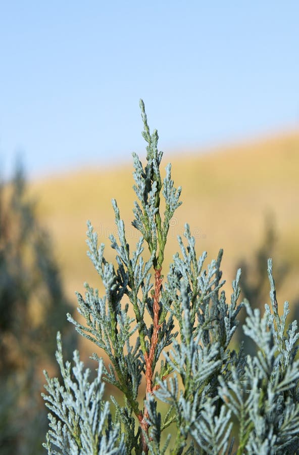 Blue Cypress Conservation Area at Dusk Stock Image - Image of lagoon ...