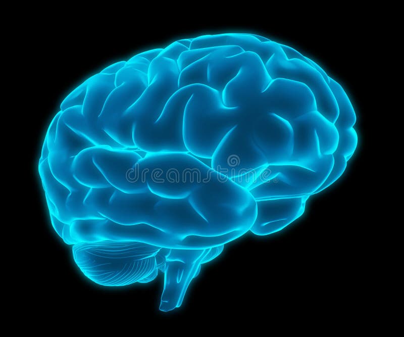 Human brain parts stock illustration. Illustration of biology - 11898161