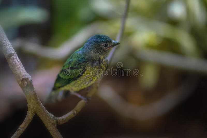 Blue Dacnis hatchling stock image. Image of blue, nature - 305339473