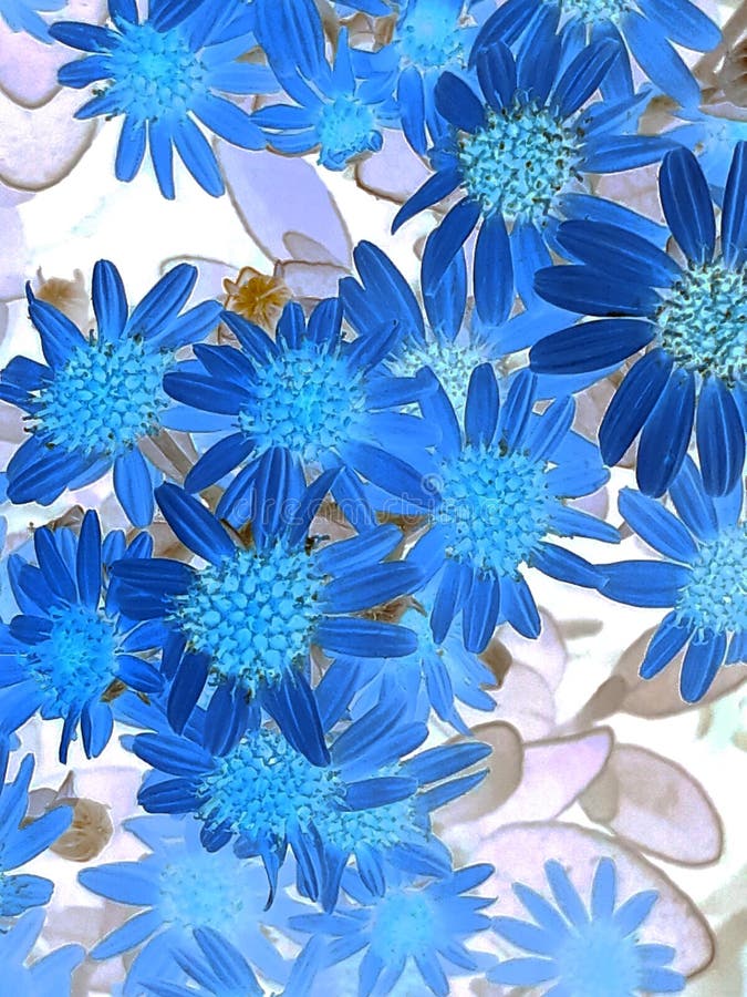 Blue daisies background stock image. Image of aster - 119353381