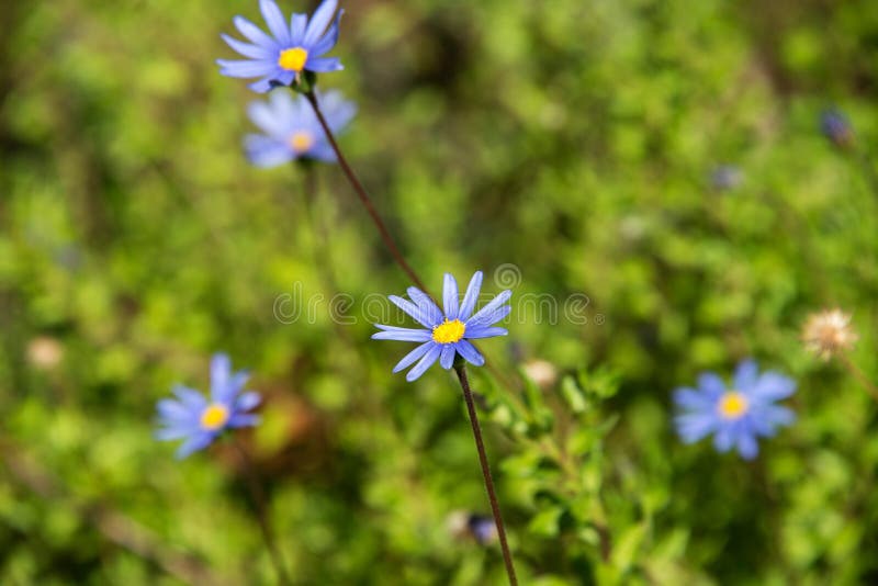 Blue daisies stock photo. Image of amelloides, close - 66377690