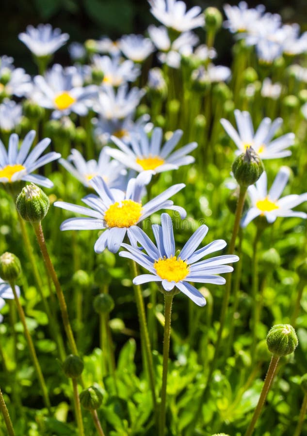 Blue daisies stock photo. Image of flowers, blue, flowering - 31630158