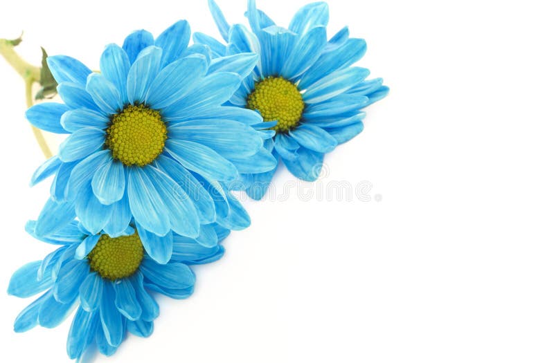 Blue Daisies On White Background Stock Photo - Image of fresh ...