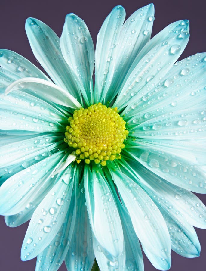 Blue daisy stock image. Image of daisy, sunshine, blue - 770435