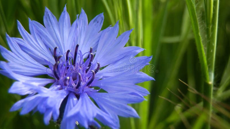 Blue Daisy detail stock image. Image of horticulture - 52375027
