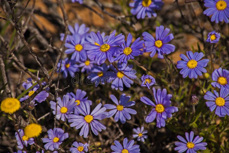 Blue Daisy Felicia Amelloides 12030 Stock Photo - Image of africa, blue ...