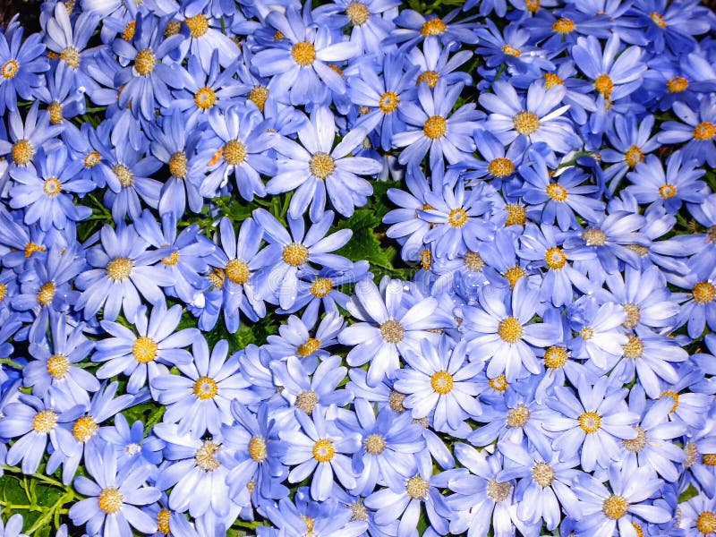 Blue daisy flowers stock photo. Image of colors, nature - 221220050