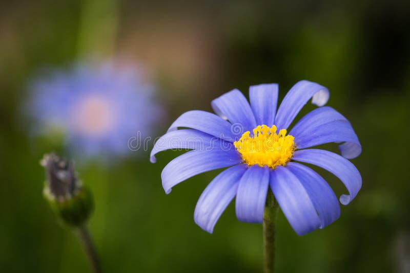Blue Daisy stock photo. Image of blue, daisy, plant, shows - 42527080
