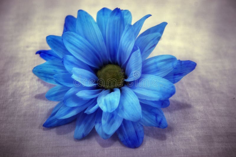 Blue daisy stock image. Image of beauty, summer, natural - 91415331