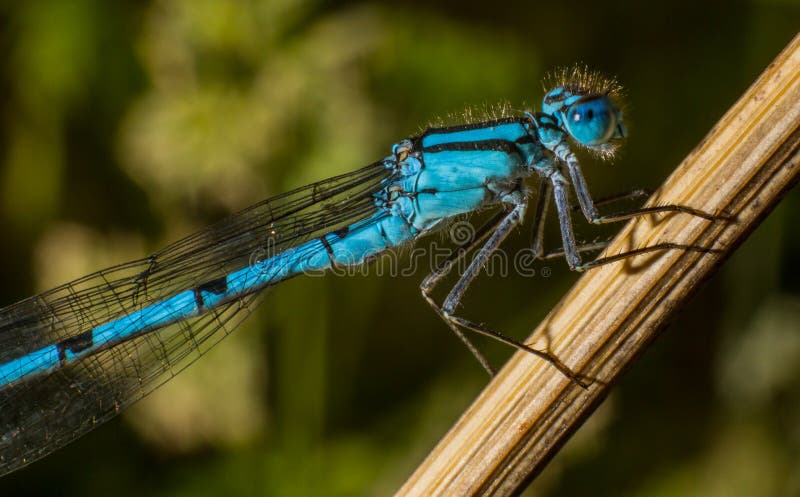 Blue Damselfly stock photo. Image of horizontal, creature - 41850066