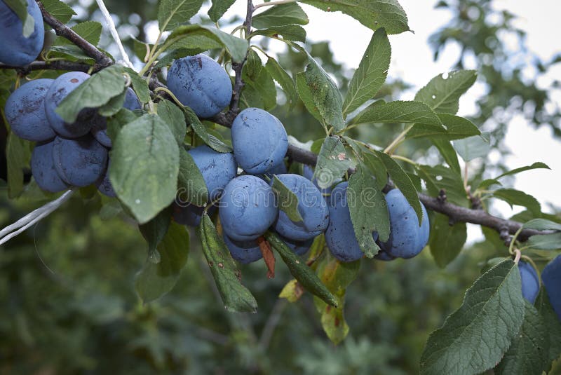 Blue plums on the tree stock photo. Image of plant, deciduous - 181211566