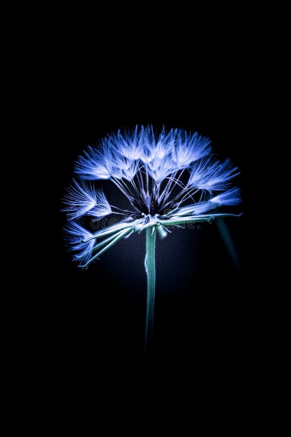 Blue Dandelion stock photo. Image of plant, dandelion - 228202006