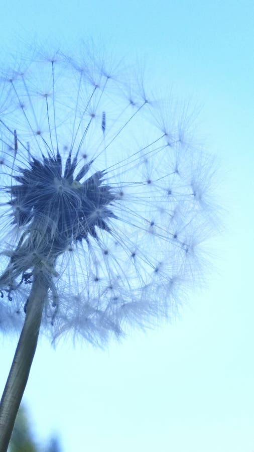 Blue Dandelion stock photo. Image of pusteblume, facing - 54128918