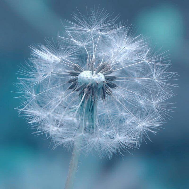 Blue dandelion stock image. Image of uncultivated, color - 90881741