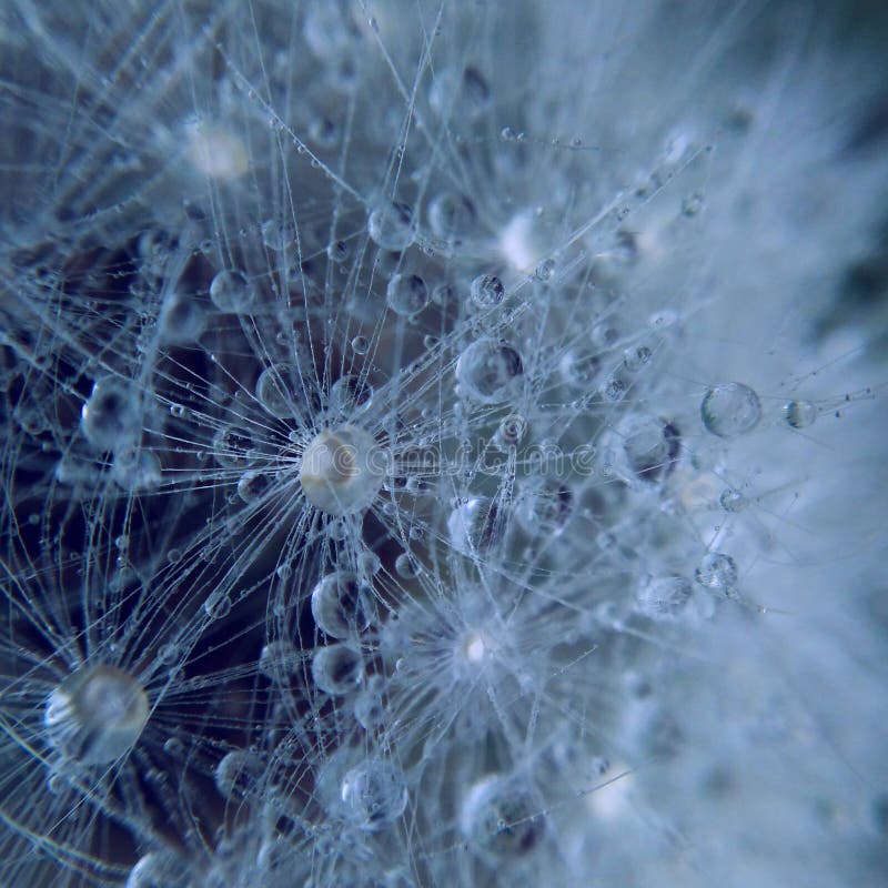 Blue dandelion stock image. Image of macro, color, black - 89334273