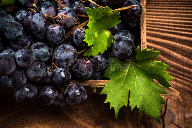 Dark vine stock photo. Image of late, summer, germany - 11756444