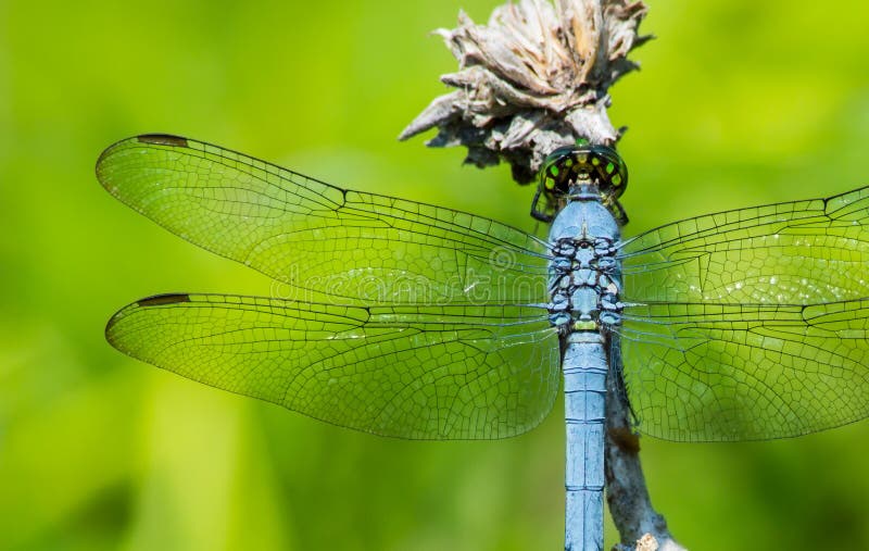 Blue dasher dragonfly stock image. Image of longipennis - 74436903