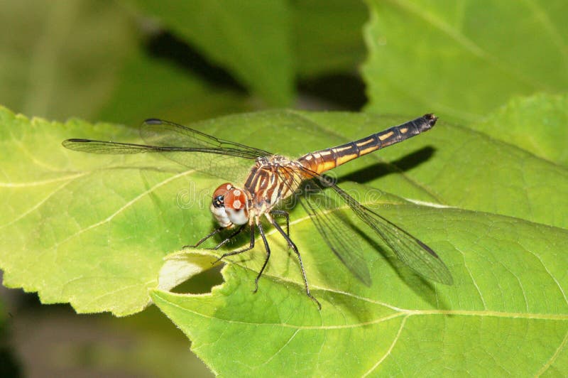 Blue Dasher Dragonfly Female Stock Image - Image of dragon, female ...