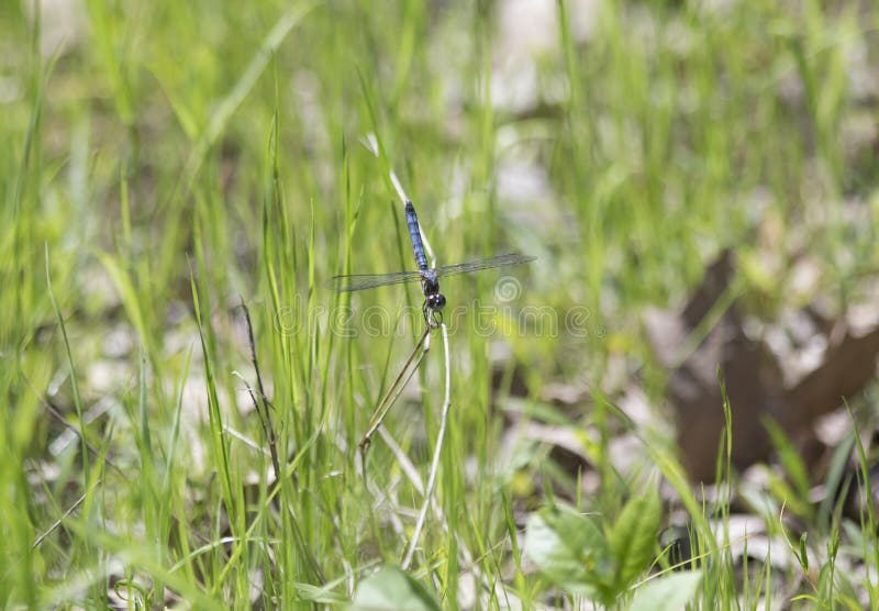 Blue Dasher stock image. Image of insect, dasher, environment - 98167859