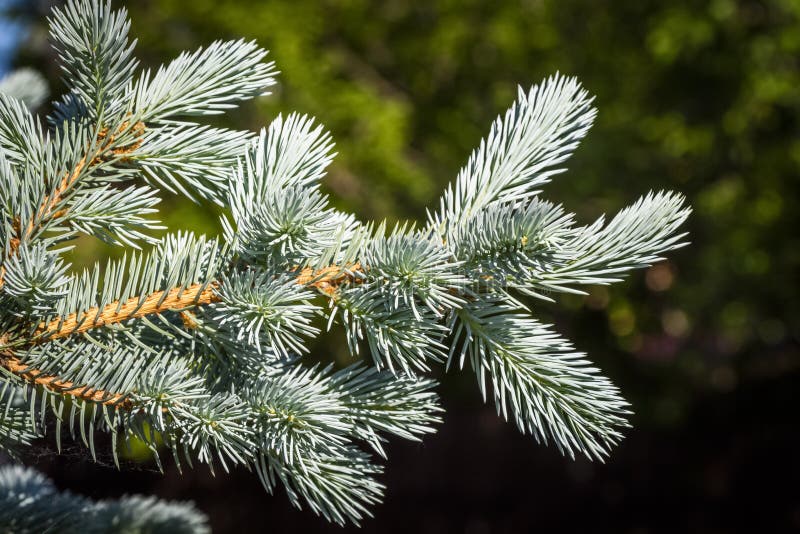 Blue decorative spruce stock image. Image of beautiful - 225978605