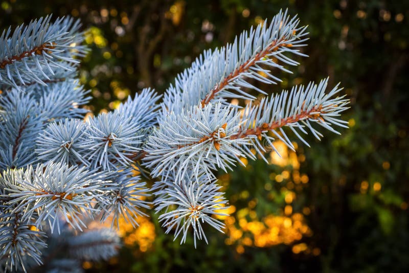 Blue decorative spruce stock image. Image of beautiful - 225978605