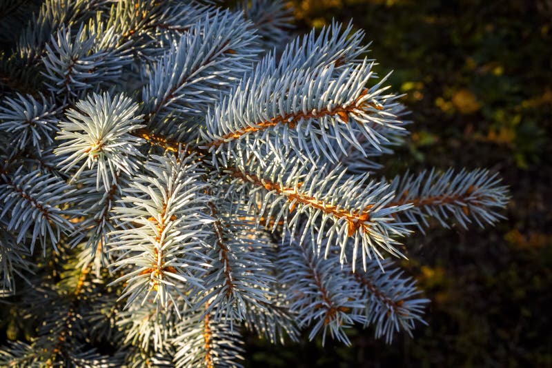 Blue decorative spruce stock image. Image of bright - 232140439