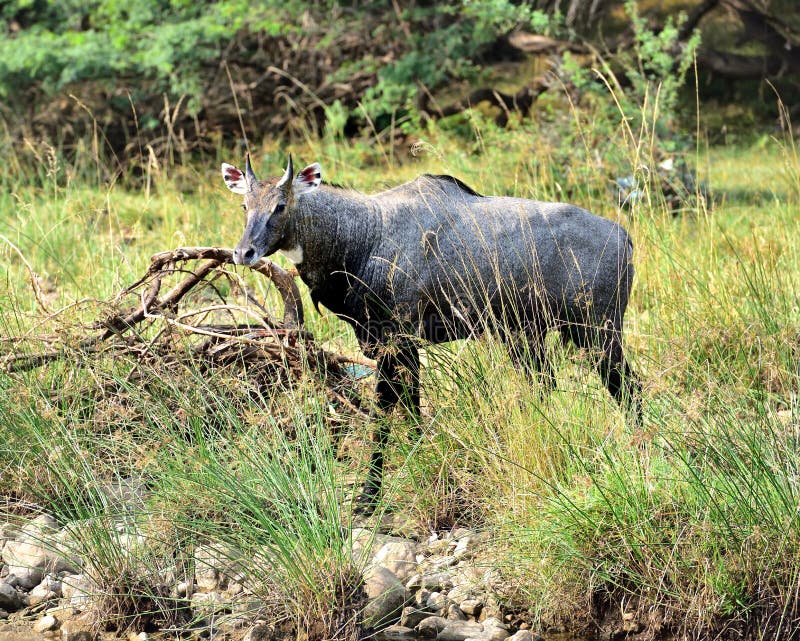 Blue Deer Walking in Teh Long Grass Stock Image - Image of antlers ...