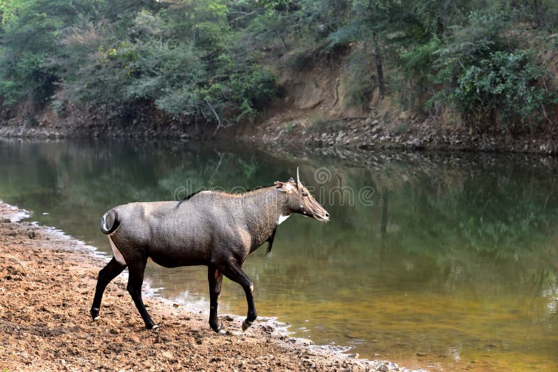 Blue Deer Walking Towards the River Stock Photo - Image of water, blue ...
