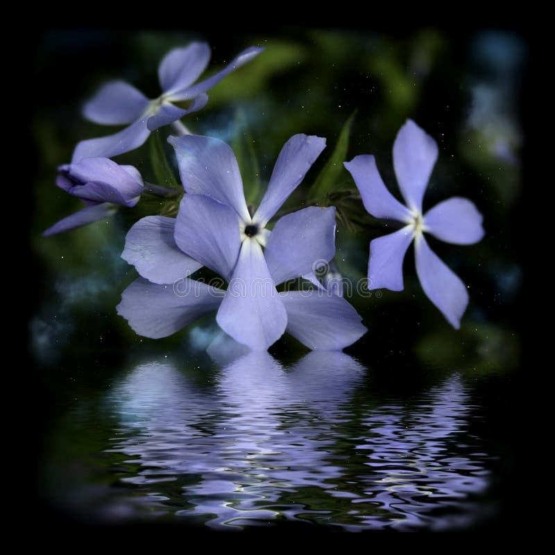Blue Delicate Flowers on a Dark Background Stock Photo - Image of ...
