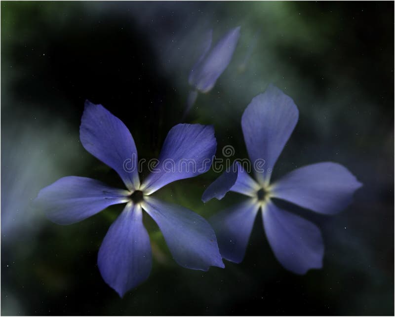 Blue Delicate Flowers on a Dark Background Stock Photo - Image of blue ...
