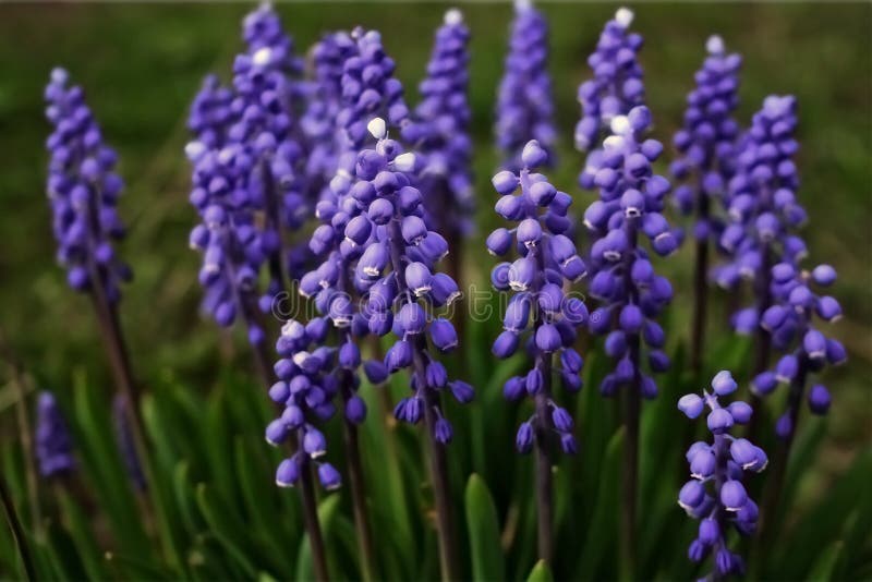 Blue Delicate Flowers on a Dark Background Stock Photo - Image of ...