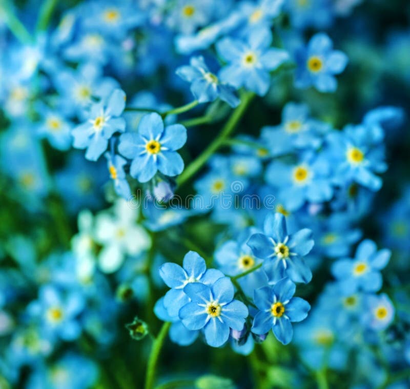 Blue Delicate Spring Flowers of Forget-me-nots Stock Image - Image of ...