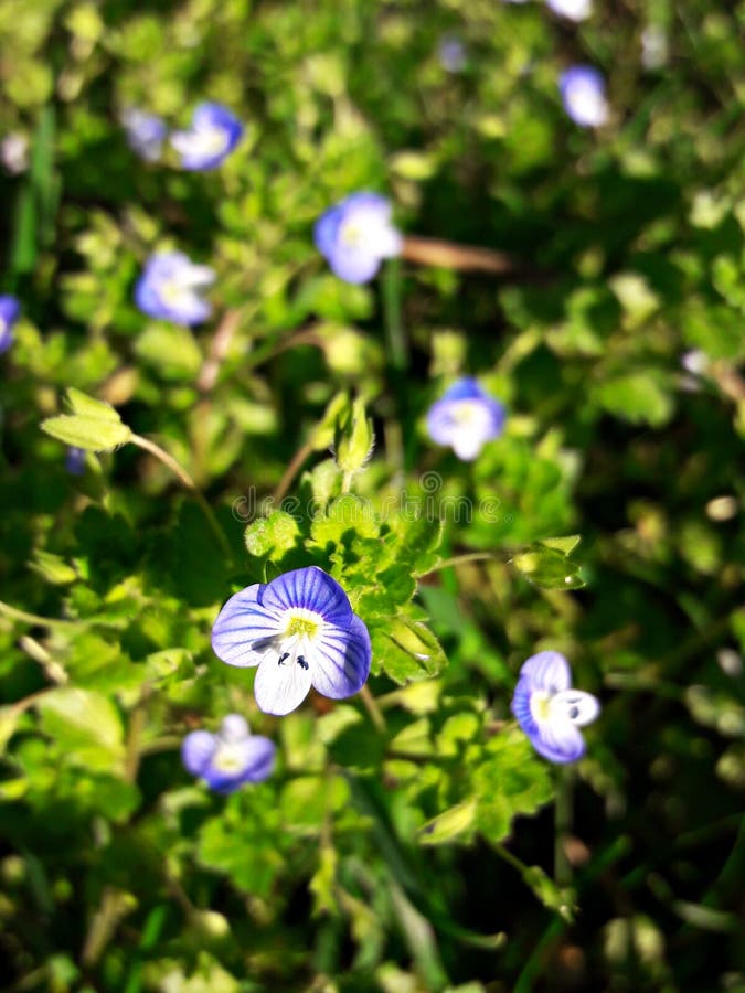 Delicate spring flowers stock image. Image of landscape - 115683245