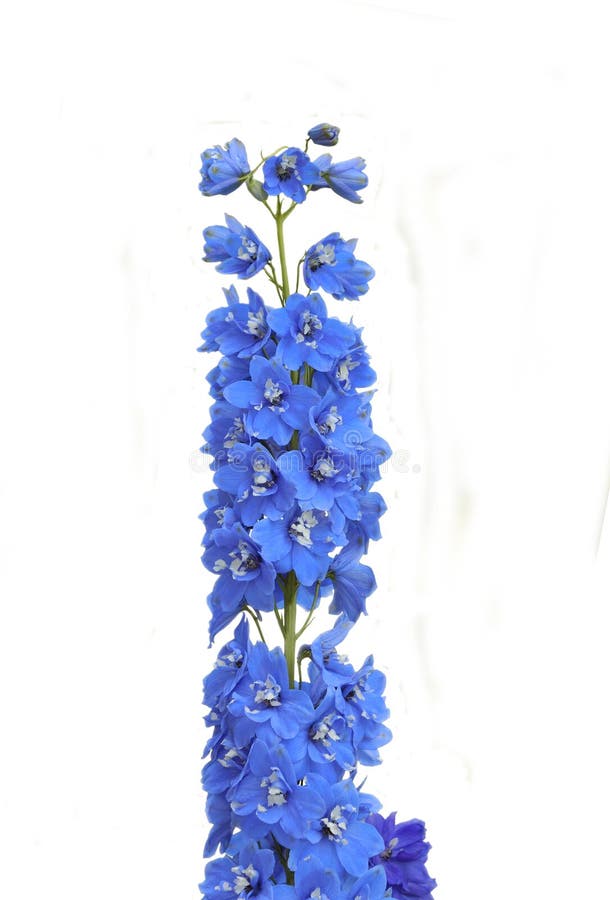 Delphinium stock image. Image of delphinium, florescence - 24034473