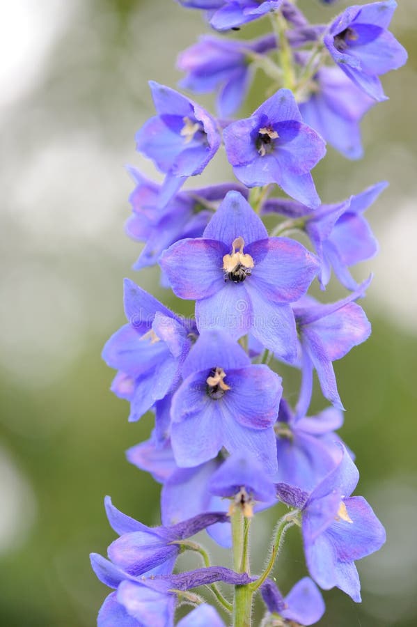 Blue Delphinium Flowers stock photo. Image of flower - 31806648