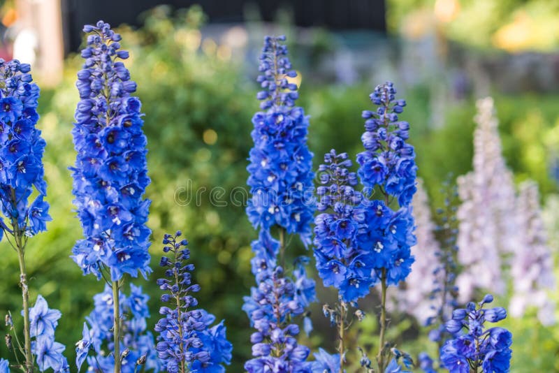 Blue Delphinium stock photo. Image of gardening, bouquet - 96329636