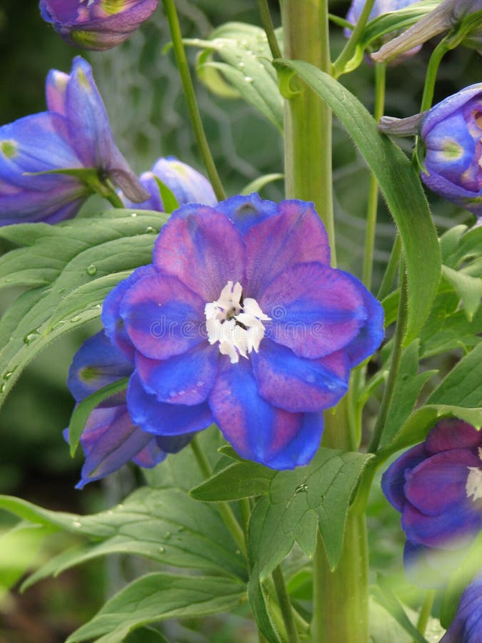 Blue delphinum stock image. Image of blue, delphinium - 23414495
